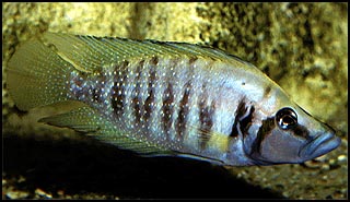 Altolamprologus calvus