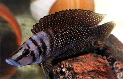 Altolamprologus calvus