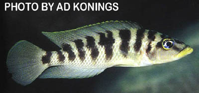 Lamprologus