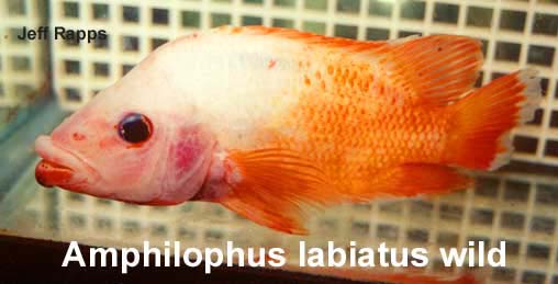 Amphilophus labiatus