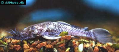 Loricariidae