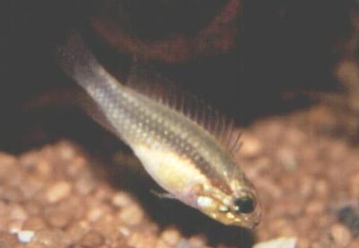 Apistogramma elizabethae