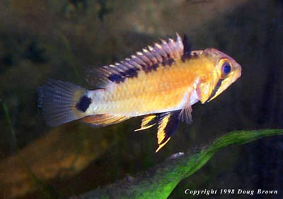 Apistogramma atahualpa