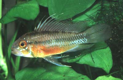 Apistogramma atahualpa