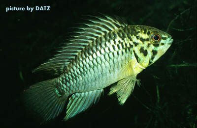Apistogramma