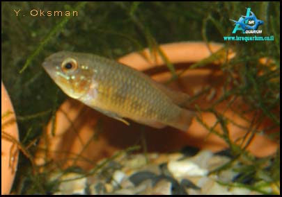 Apistogramma iniridae