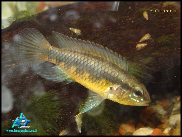 Apistogramma iniridae