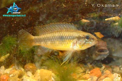 Apistogramma iniridae