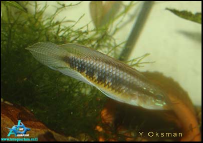 Apistogramma iniridae