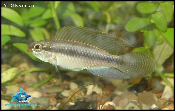 Apistogramma iniridae