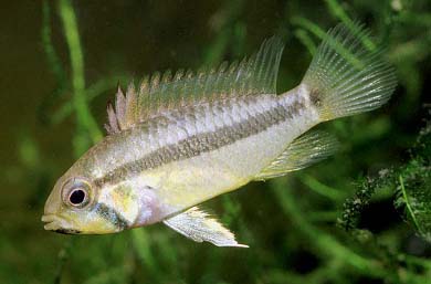 Apistogramma juruensis