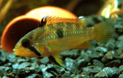 Apistogramma norberti