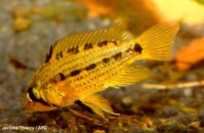 Apistogramma tucurui