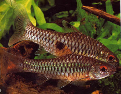 Barbeau – voilier | L'aquarium de Poseidon