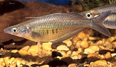 Rainbowfish - Радужницы