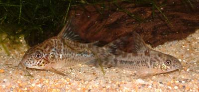 Corydoras