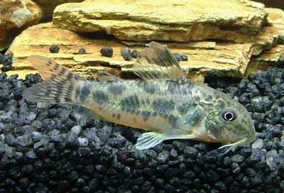Corydoras garbei