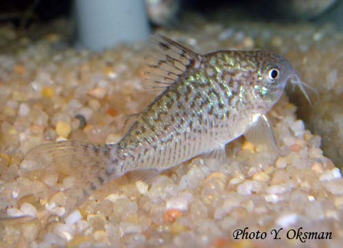 Corydoras sodalis