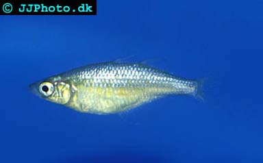 Glossolepis wanamensis