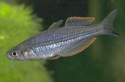 Rainbowfish - Радужницы
