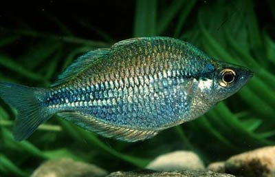 Rainbowfish - Радужницы