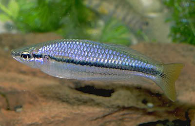 Rainbowfish - Радужницы