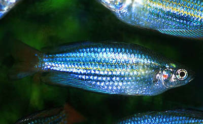 Melanotaenia splendida australis