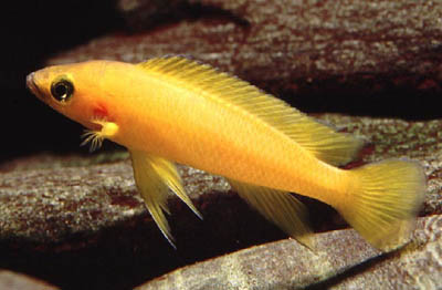 Neolamprologus leleupi