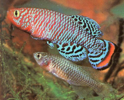 Nothobranchius rachovii