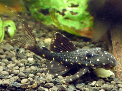 Panaque albomaculatus