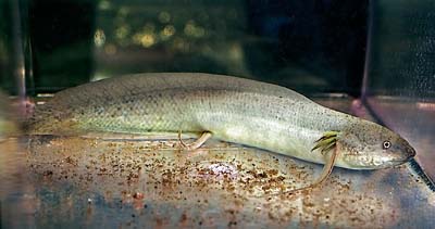 Protopterus amphibius