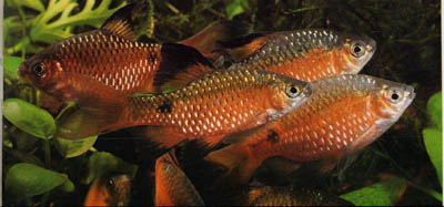 Puntius conchonius - פונטיוס קונכוניוס