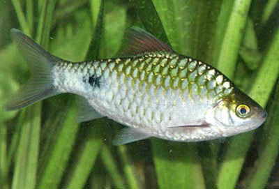 Puntius filamentosus - פונטיוס פילמנטוזוס