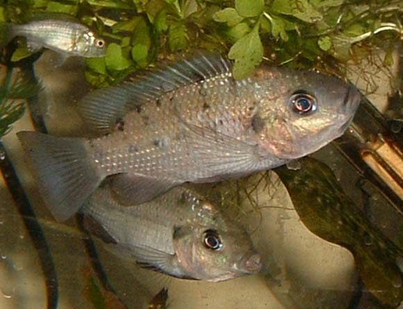 Mango tilapia - Alchetron, The Free Social Encyclopedia