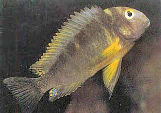 T. Brichardi "Kipampa"