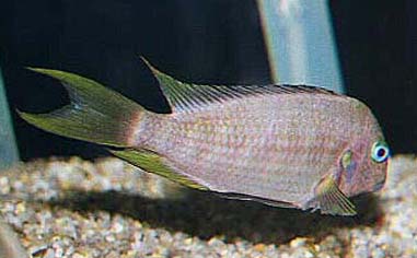 Tropheus polli - Alchetron, The Free Social Encyclopedia